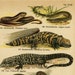 Antique Print of the Beaded Lizard, Gold Tegu, Monitor Lizard and ...