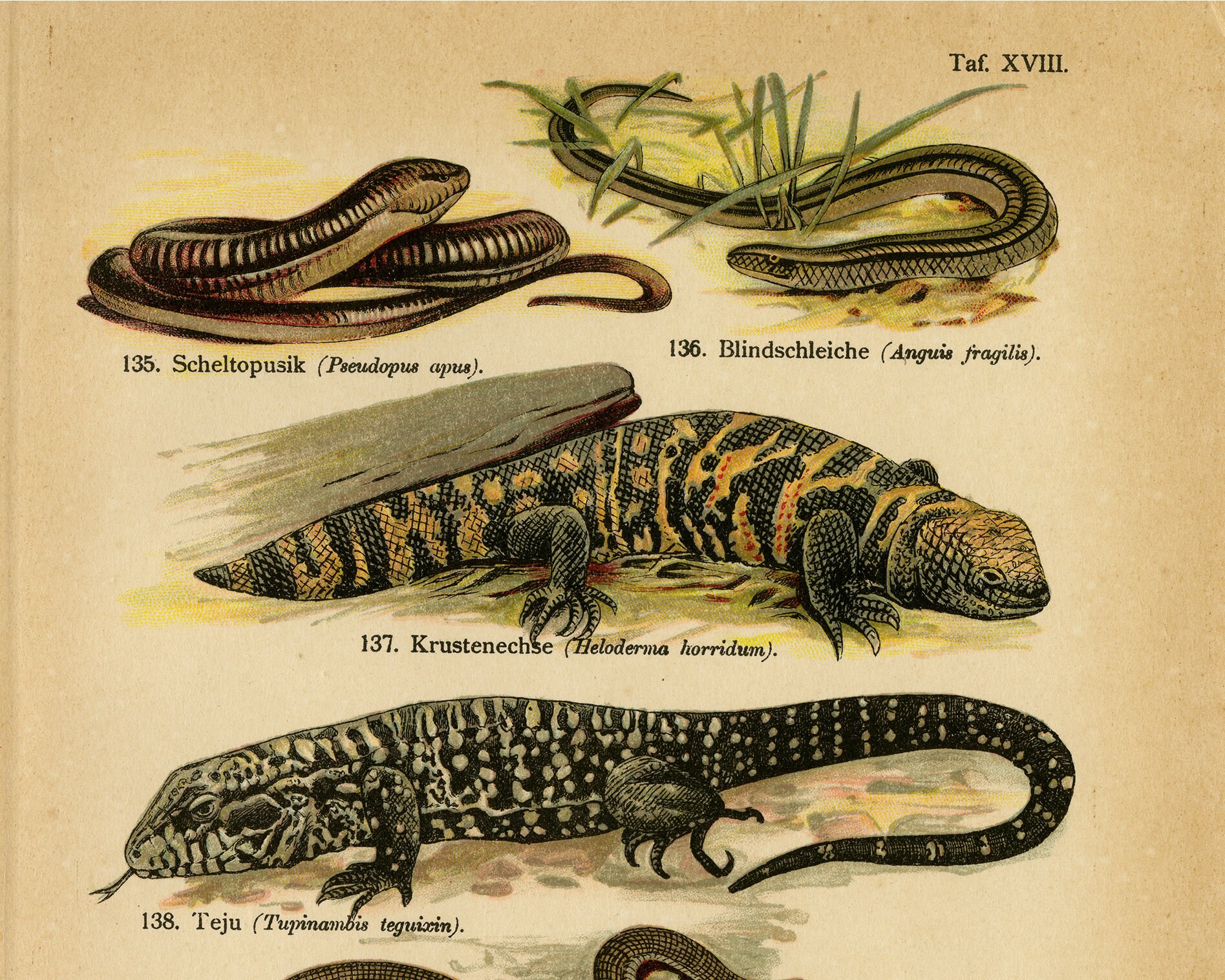 Antique Print of the Beaded Lizard, Gold Tegu, Monitor Lizard and ...