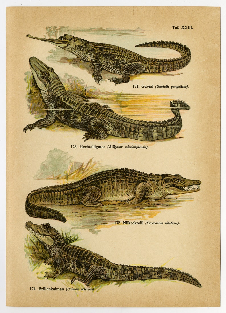 Antique Print of the Gharial, American Alligator, Nile Crocodile ...