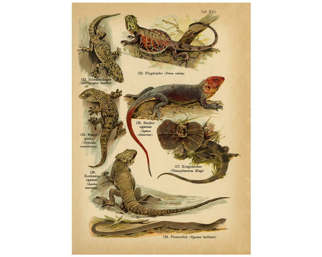 Antique Lizard Print, Flying Dragon, Agama, Gecko (digital Download) - Etsy