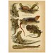 Antique Print of the Beaded Lizard, Gold Tegu, Monitor Lizard and ...