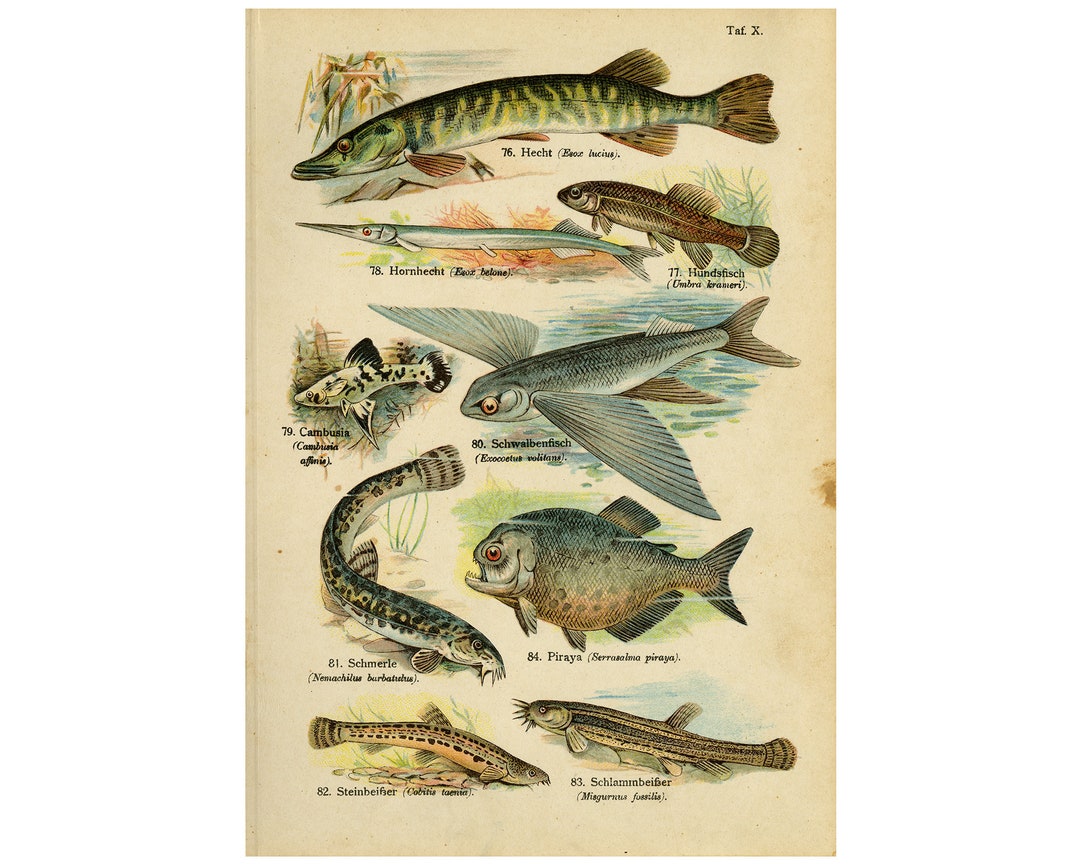 Antique Print of Fish Species: Pike, Needlefish, Piranha and Flying ...