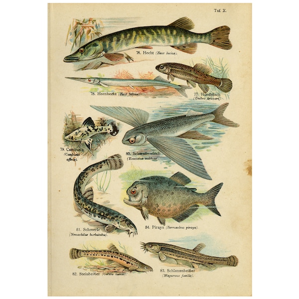 Antique Poster Species of Fish - Etsy
