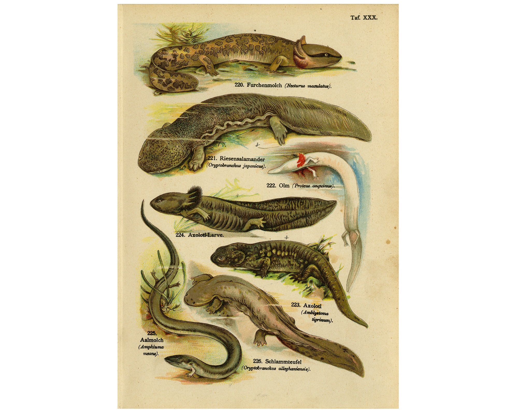 Son Axolotls Mudpuppies