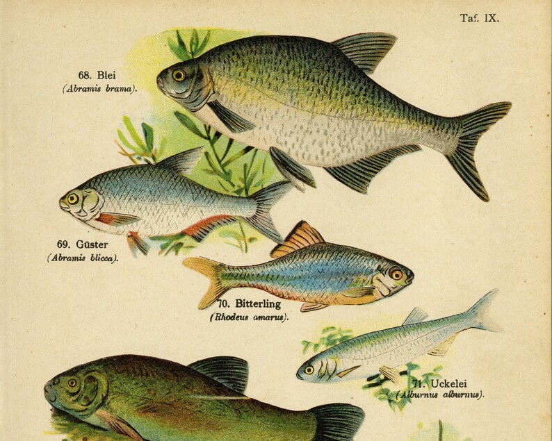 Antique Print of Several Fish Species: Common Bream, Ziege, Minnow and ...