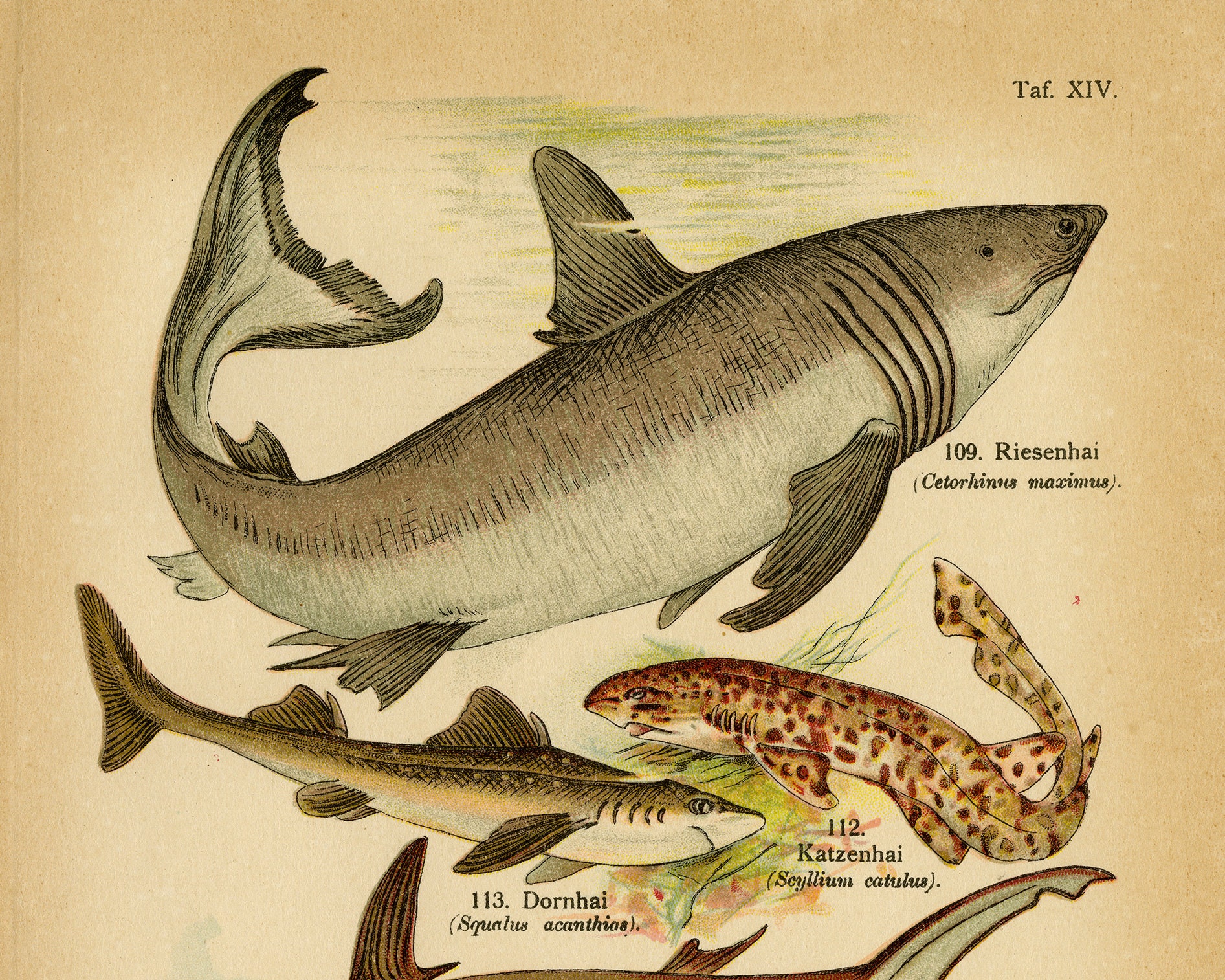Antique Print of the Basking Shark, Hammerhead Shark, Blue Shark and ...