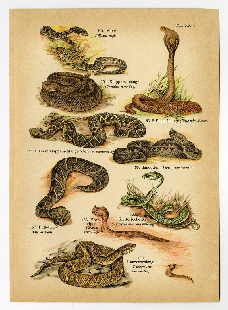 Antique Snake Print, Cobra, Rattlesnake, Viper Illustration (digital ...