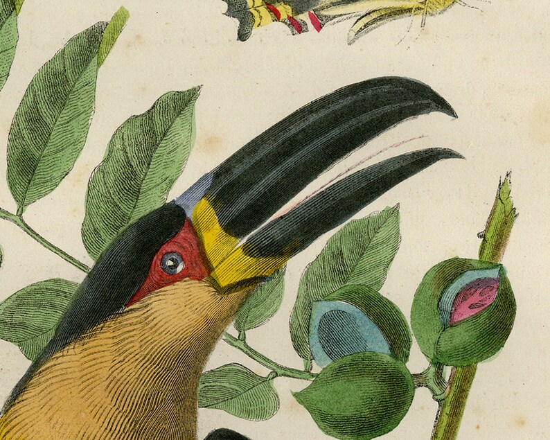 Antique Bird and Botanical Print of a Channell Billed Toucan in a ...