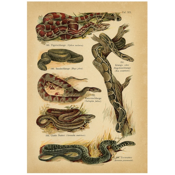 Boa Constrictor - Etsy