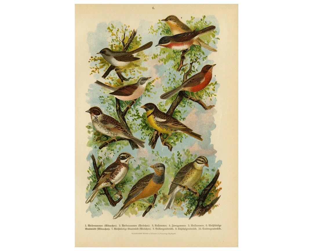 Antique Print of Several Songbirds: Typical Warblers, Spectacled ...