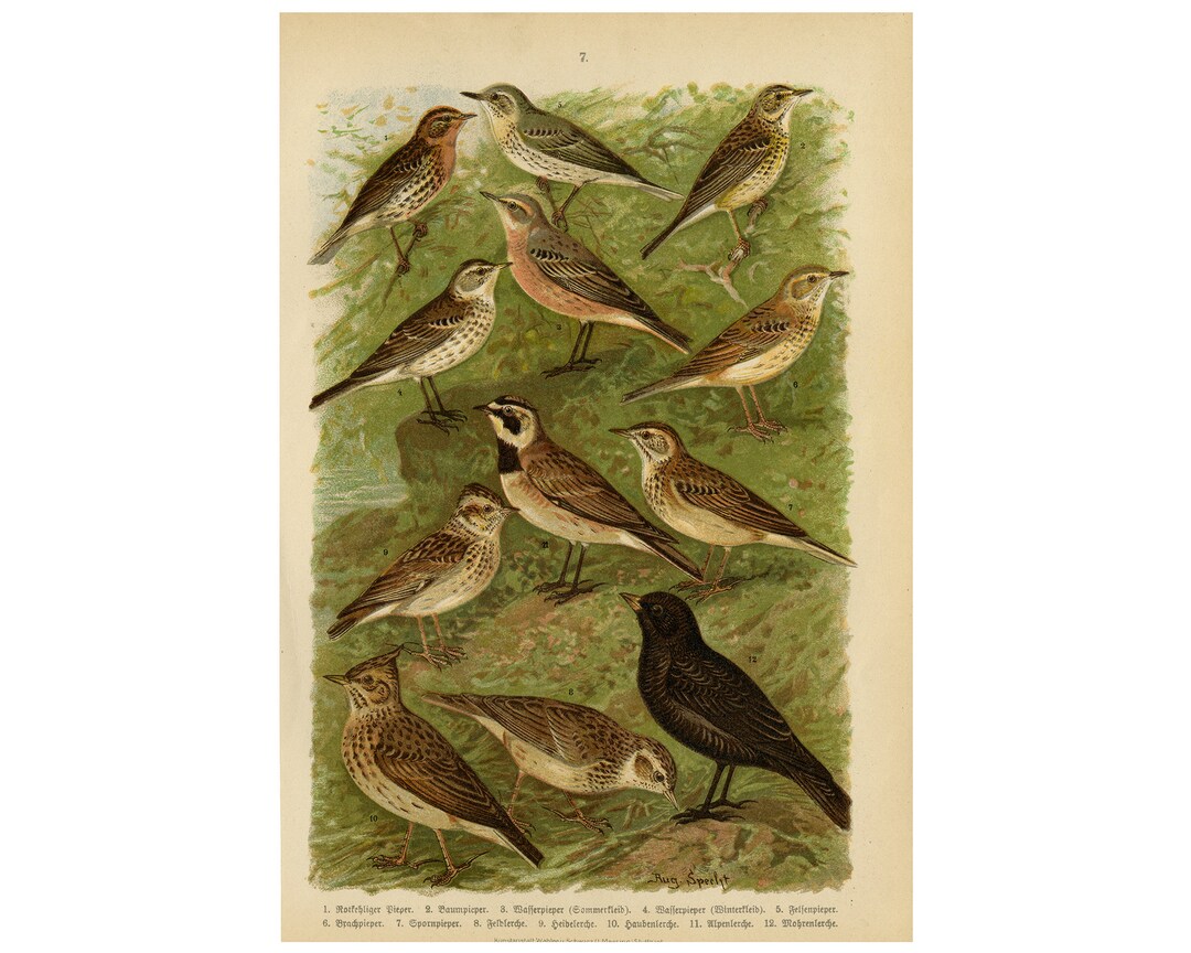Antique Bird Print by August Specht, Songbird Lithograph (digital ...