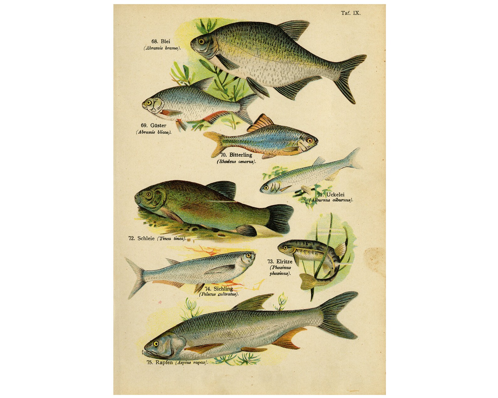 Antique Print of Several Fish Species: Common Bream, Ziege, Minnow and ...