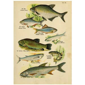 Antique Print of Several Fish Species: Common Bream, Ziege, Minnow and ...