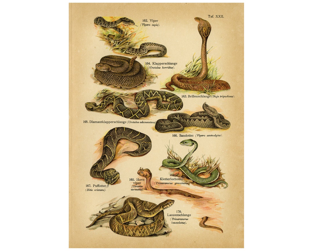 Antique Print of Monocled Cobra, Eastern Diamondback Rattlesnake, Adder ...