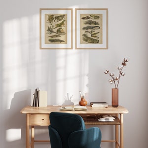 Antique Print of the Beaded Lizard, Gold Tegu, Monitor Lizard and ...