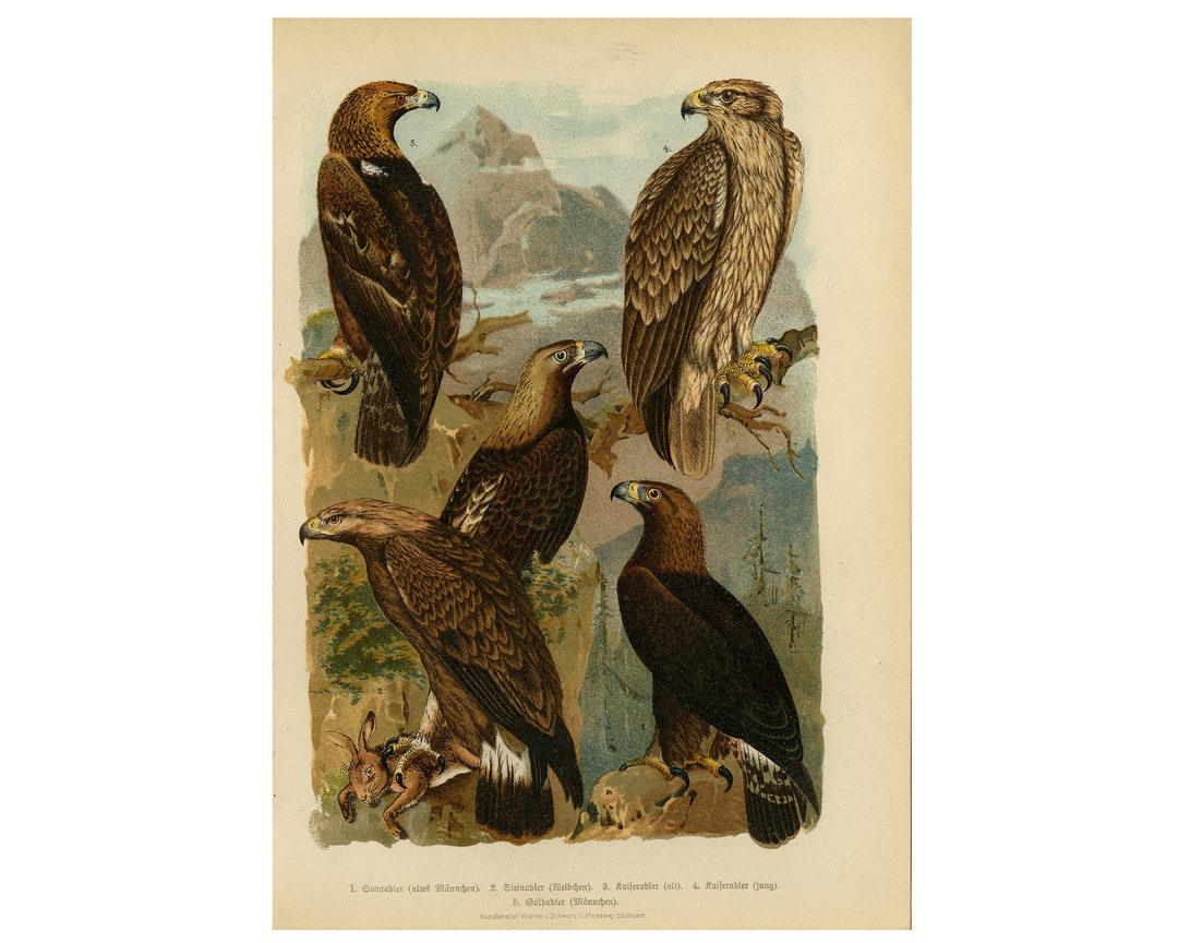 Antique Print of Several Birds of Prey: Golden Eagle and Imperial Eagle ...