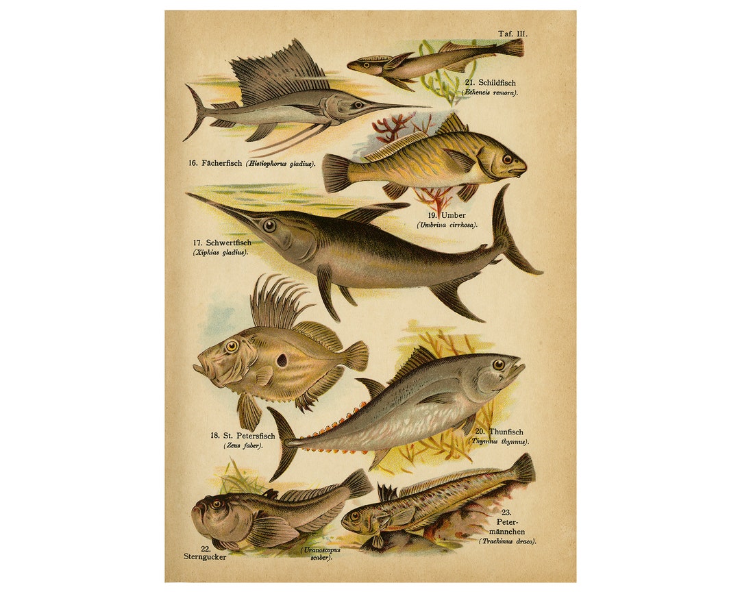 Antique Print of the Tuna, Swordfish, Sailfish, Remora, Umbrine by ...