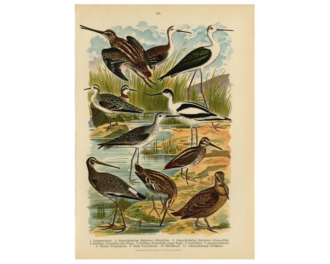 Antique Bird Print by August Specht, Pied Avocet, Wood Snipe (digital ...