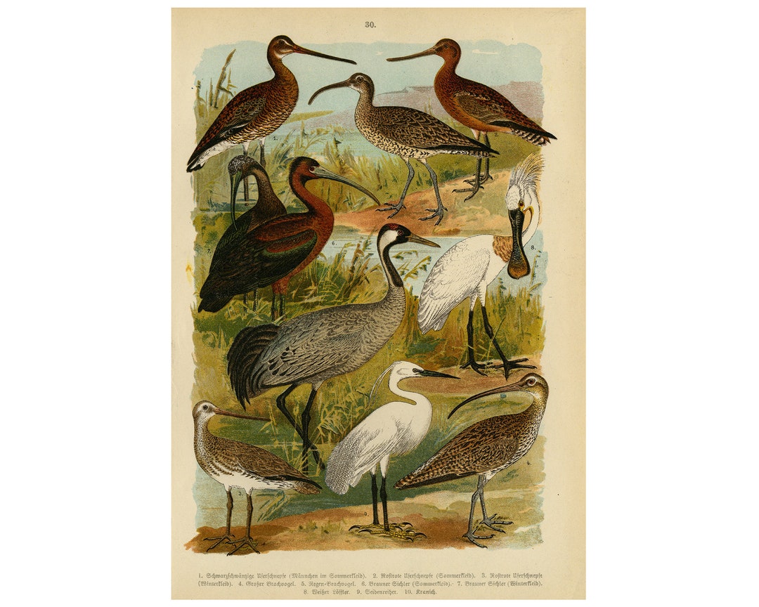 Antique Print of the Red Ibis, Spoonbill, Egret, Curlew, Black-tailed ...