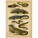 Antique Print of the Beaded Lizard, Gold Tegu, Monitor Lizard and ...
