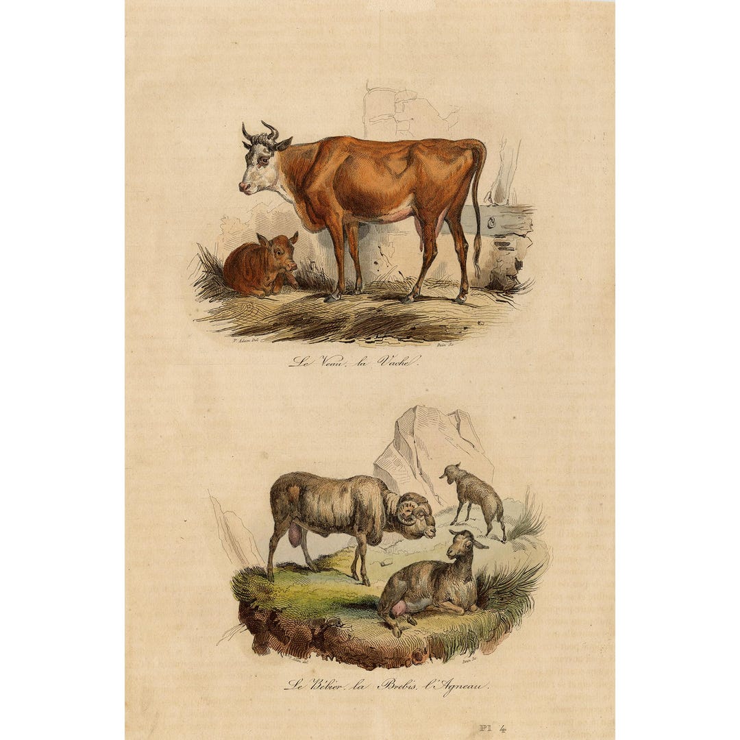 Vintage Farm Animal Print: Cow, Calf, Sheep (high-res Digital Download ...