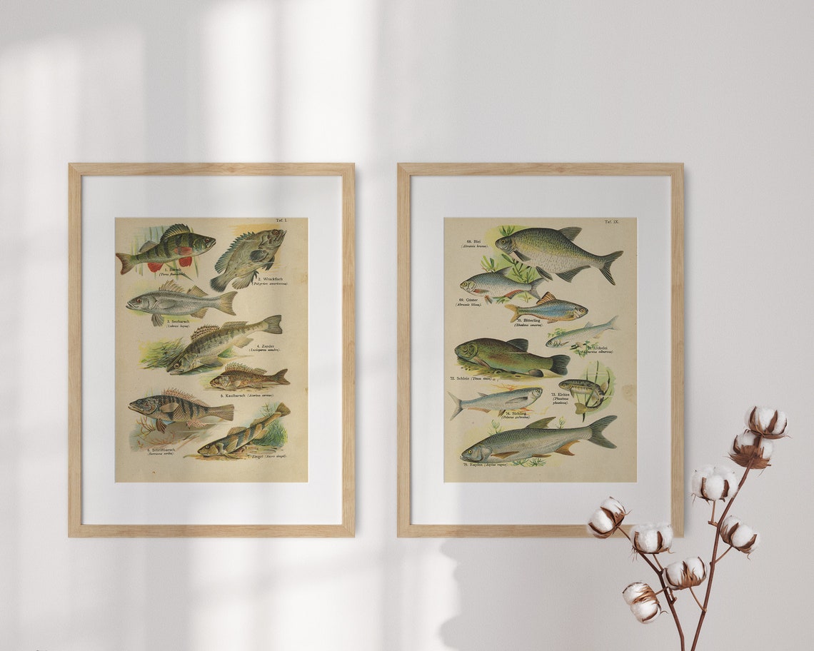 Antique Print of Several Fish Species: Common Bream, Ziege, Minnow and ...