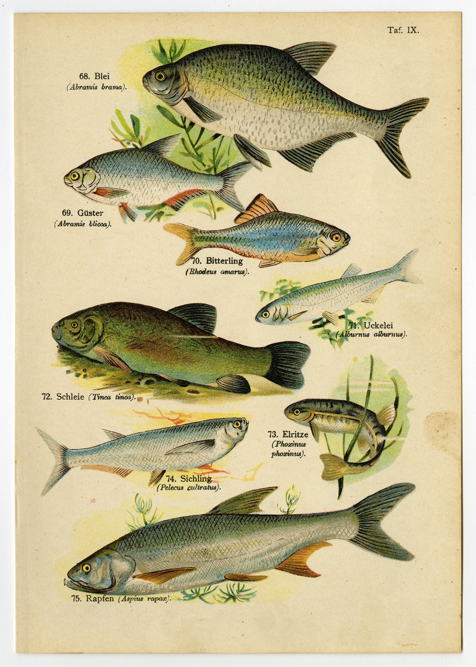 Antique Print of Several Fish Species: Common Bream, Ziege, Minnow and ...