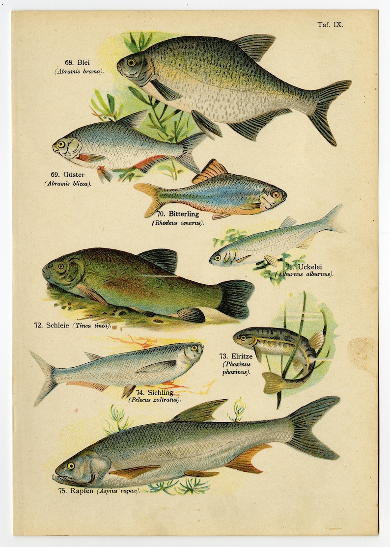 Antique Print of Several Fish Species: Common Bream, Ziege, Minnow and ...