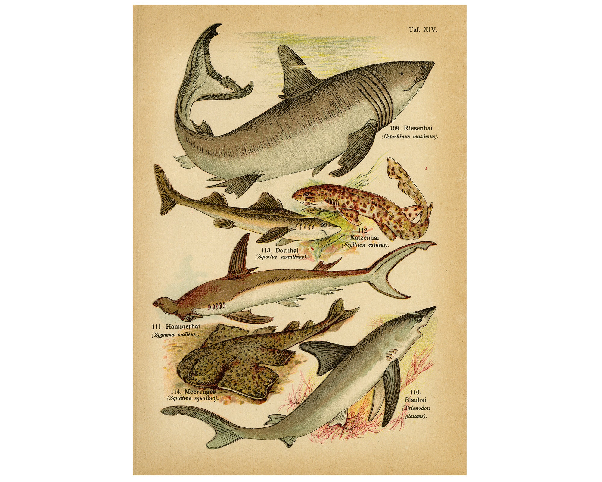 Antique Print of the Basking Shark, Hammerhead Shark, Blue Shark and ...
