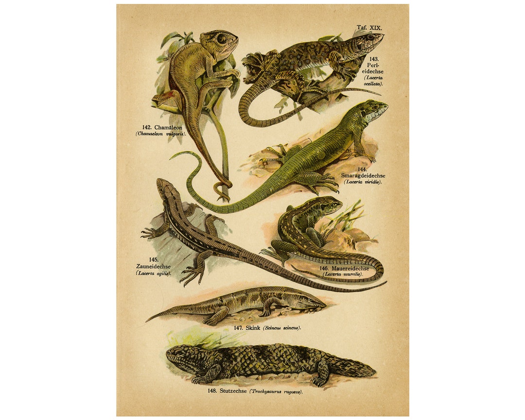 Antique Print of the Chameleon, Skink, Wall Lizard, European Green ...