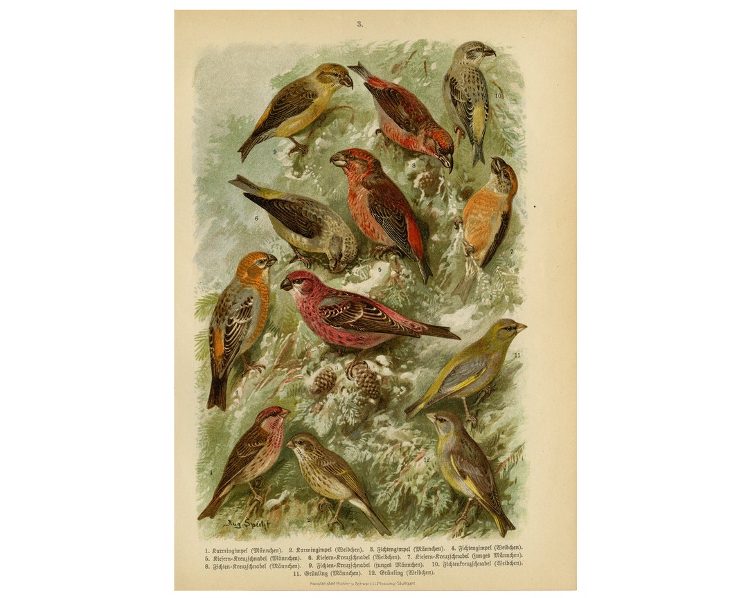 Antique Print of Songbirds: Common Crossbill, Greenfinch, Parrot ...