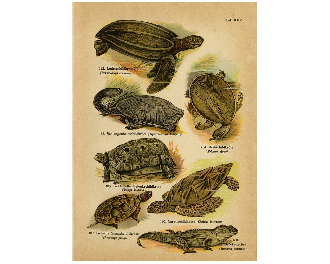 Antique Print of the Leatherback and Hawksbill Sea Turtle, African ...