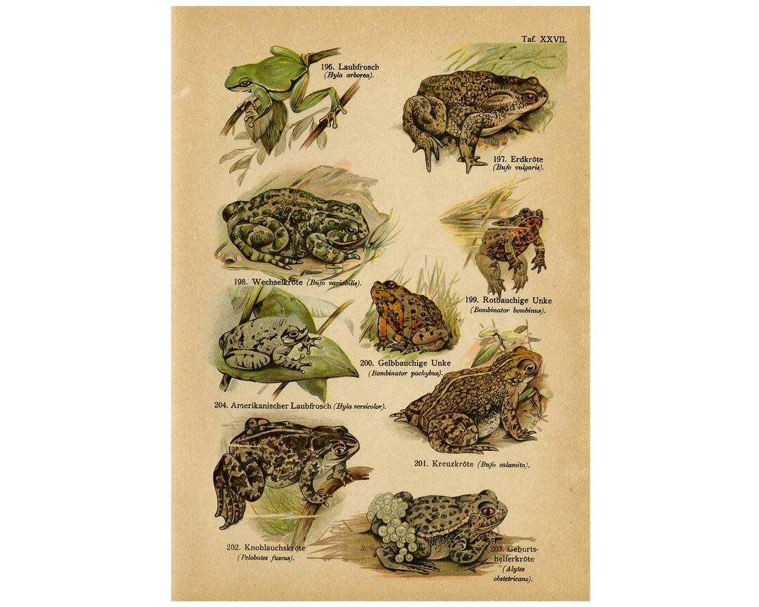 Antique Frog Print, European Tree Frog, Green Toad (digital Download ...
