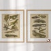 Antique Print of the Beaded Lizard, Gold Tegu, Monitor Lizard and ...