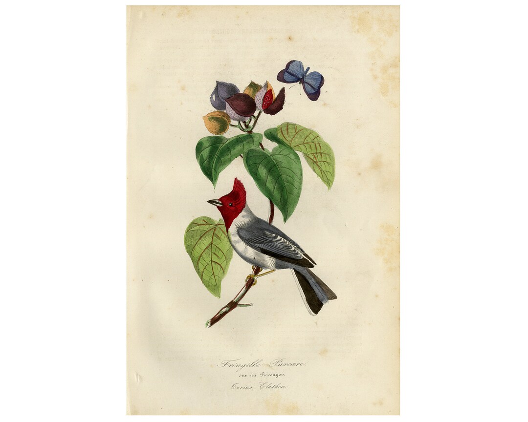 Antique Bird and Botanical Print of a Finch on a Rocouyev Macranthum by ...