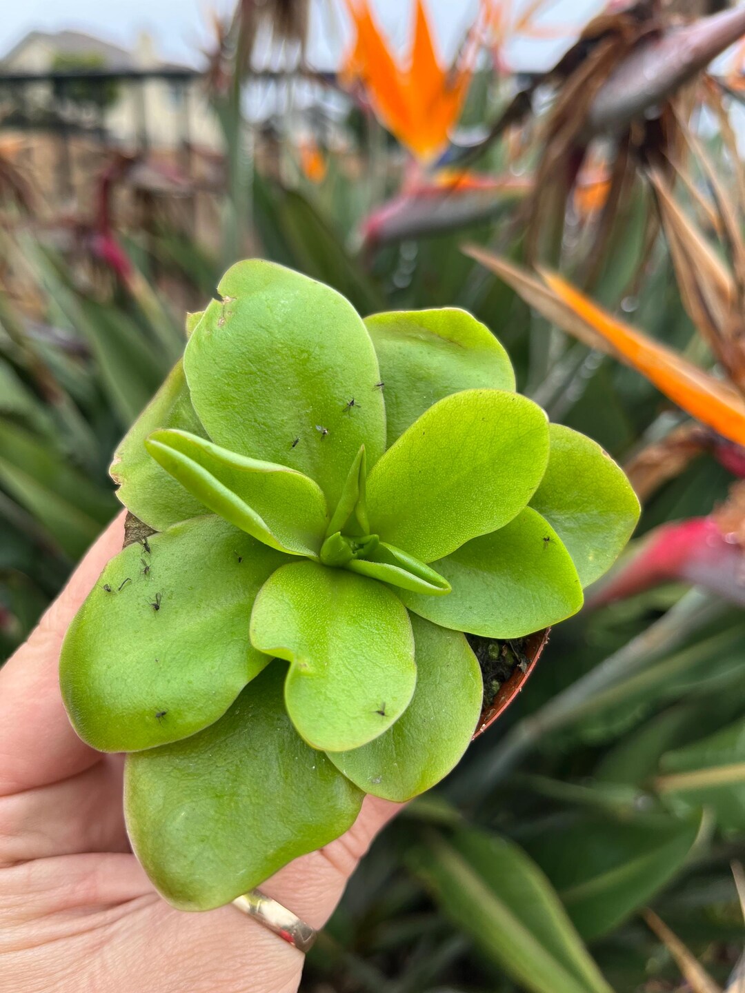Pinguicula “butterwort” Carnivorous Plant - Ping - Fungus Gnat Control ...