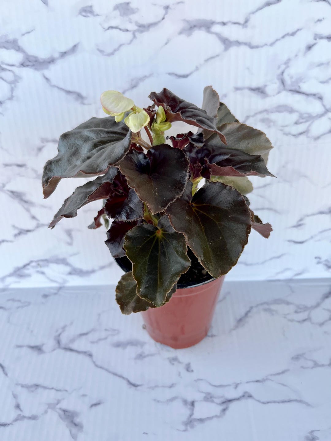 Baby Dragon Wing Bronze Leaf Begonia - White Flowers - Indoor or ...