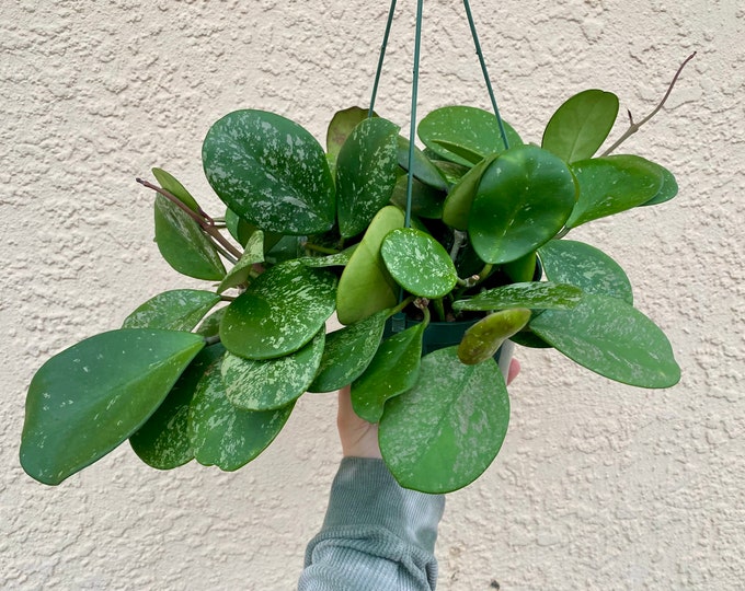 Hoya Obovata Splash - Round Leaves Hoya - Super Full 6” Hanging Pot - Etsy