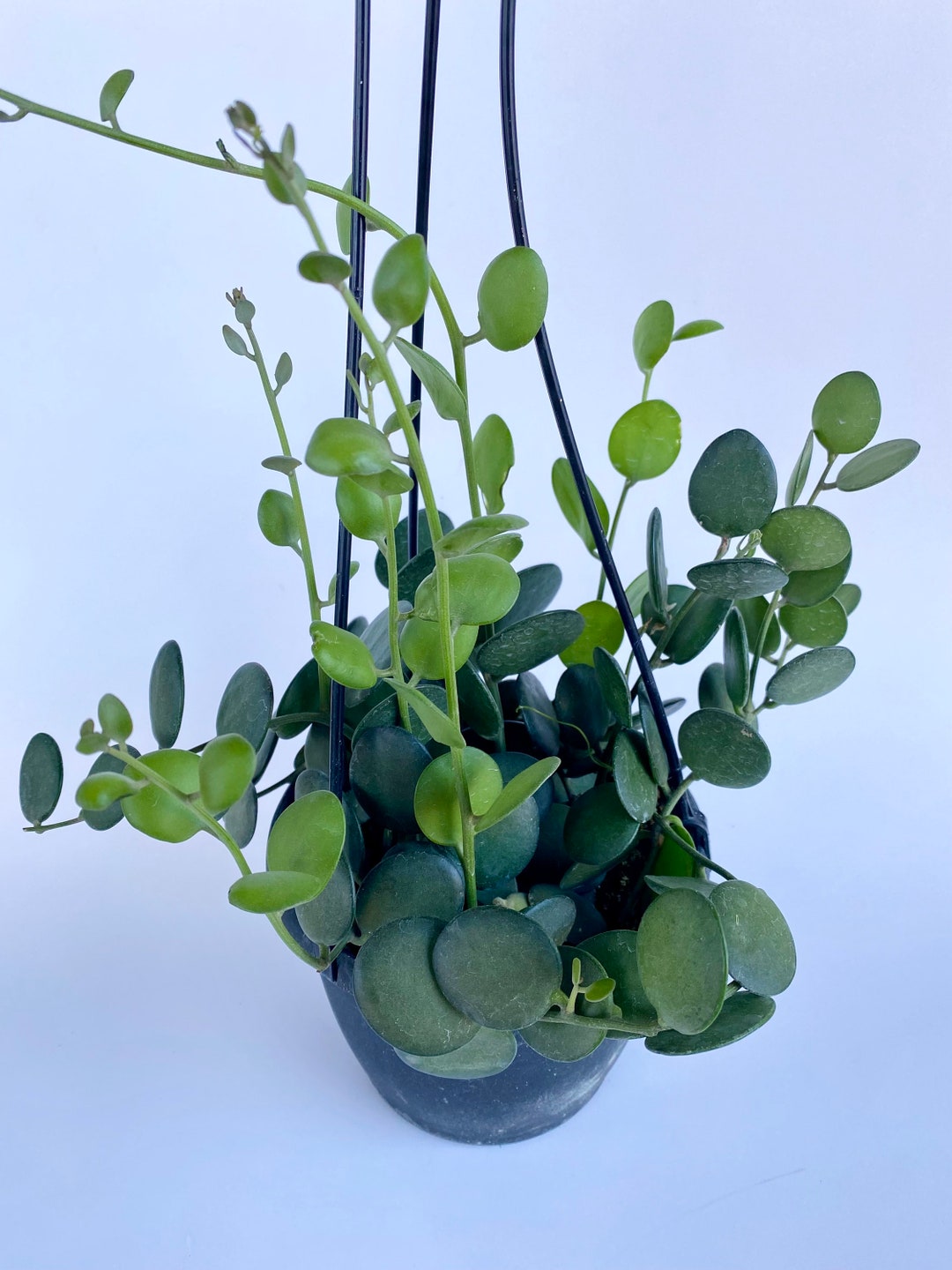 Silver Dollar Vine - Xerosicyos Danguyi - String of Coins Succulent ...