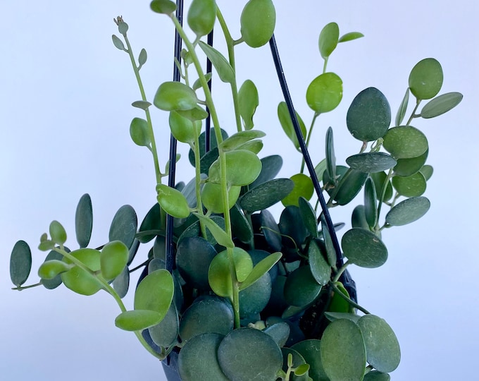 Silver Dollar Vine - Xerosicyos Danguyi - String of Coins Succulent ...