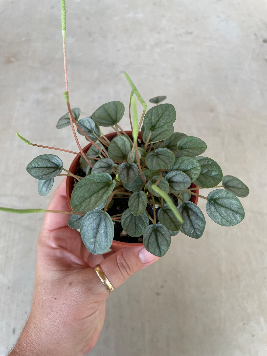 Peperomia ‘little Toscani’ Frost - Silver Peperomia - Frosted Peperomia ...