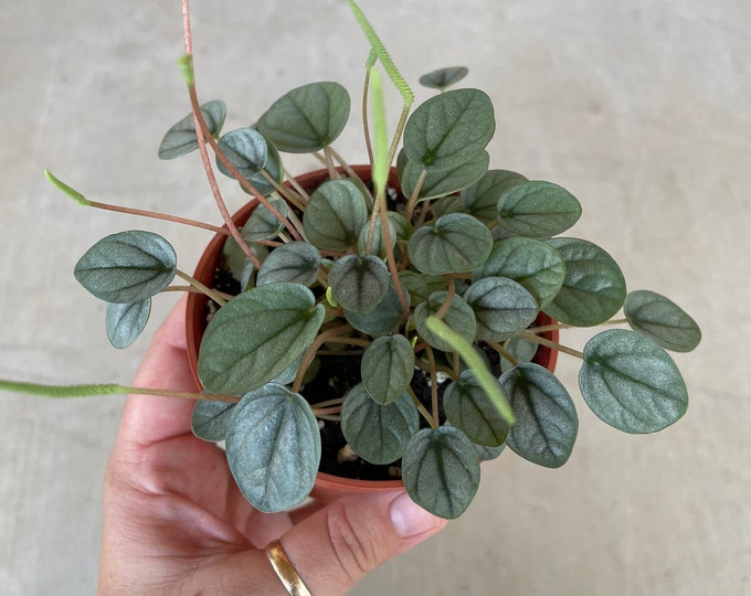 Peperomia ‘little Toscani’ Frost - Silver Peperomia - Frosted Peperomia ...