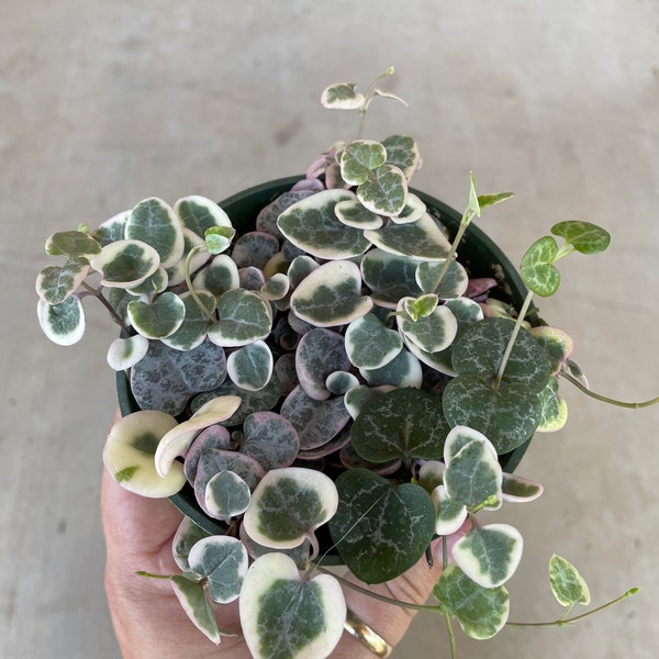 String of Hearts - Etsy