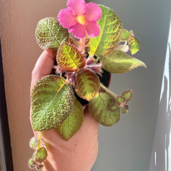 Episcia - Etsy