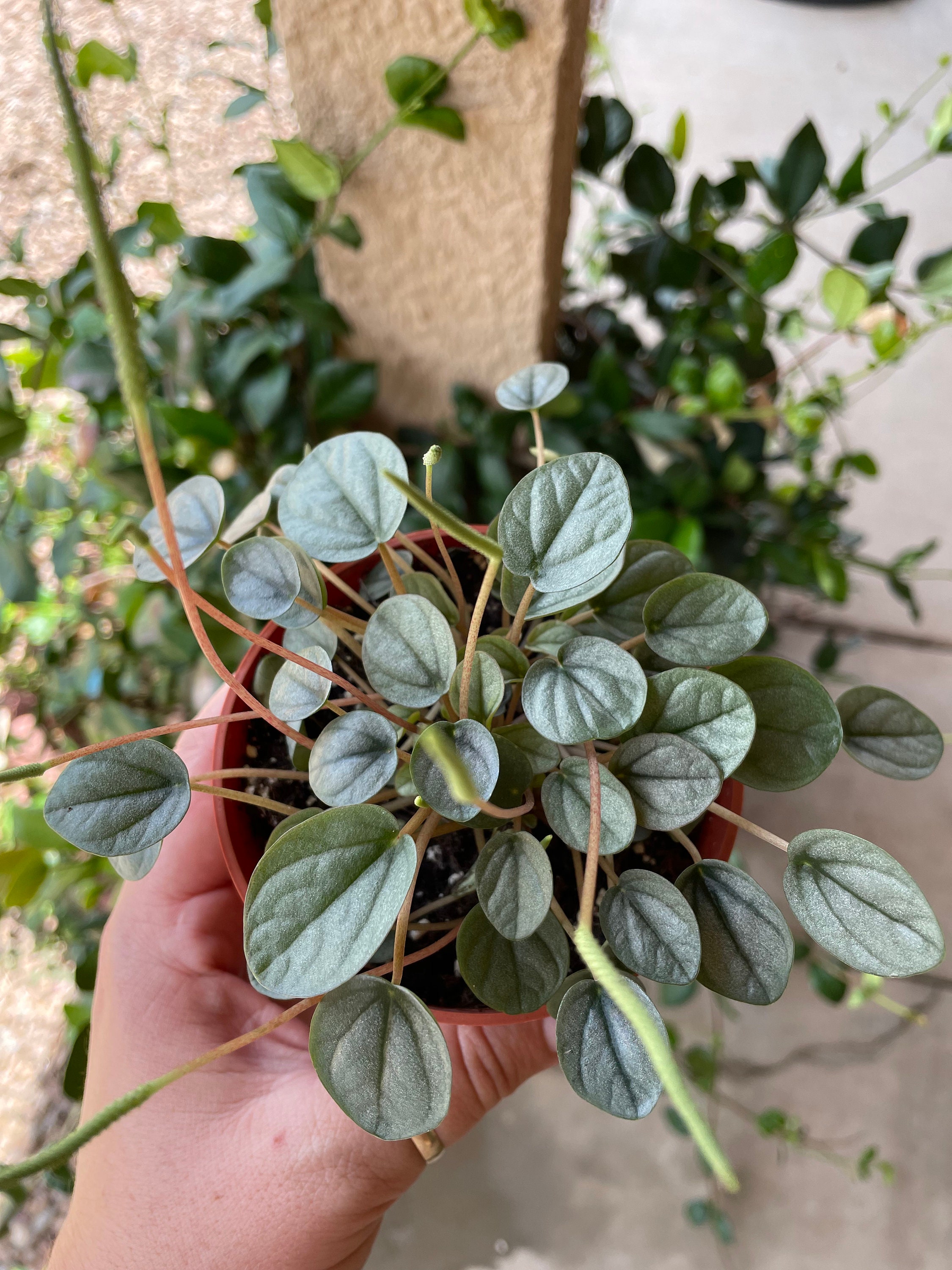 Peperomia little Toscani Frost Silver Peperomia Frosted - Etsy
