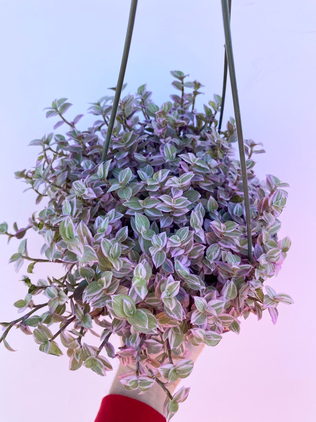 6 Hanging Basket Tradescantia Pink Panther Wandering Dude Wandering Jew ...