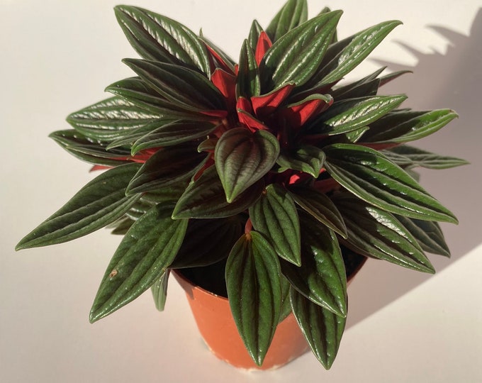 4” Peperomia Rosso - Peperomia Live Plant - Peperomia Caperata - Red ...