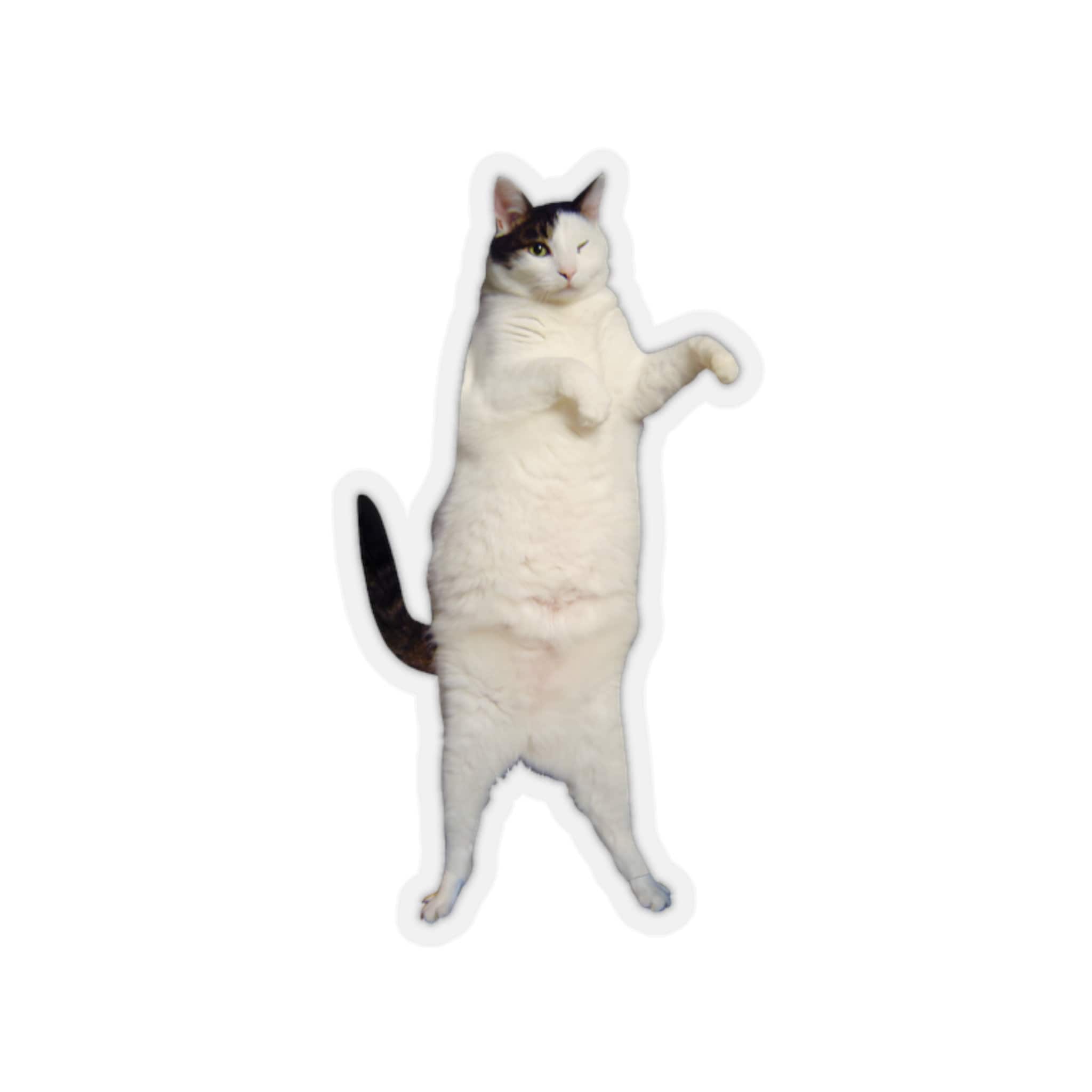 Dancing Cat Gif Transparent