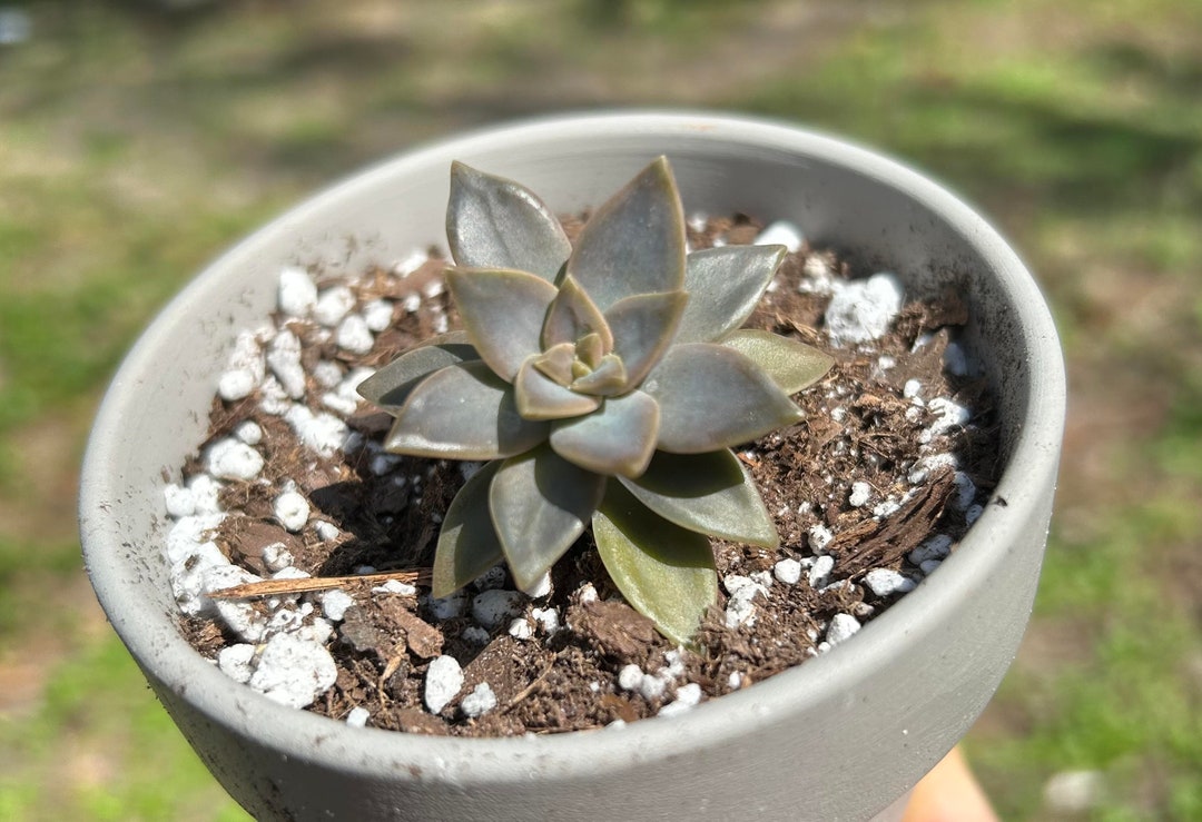 Graptopetalum Paraguayense (ghost Plant) in 2" Pot - Etsy