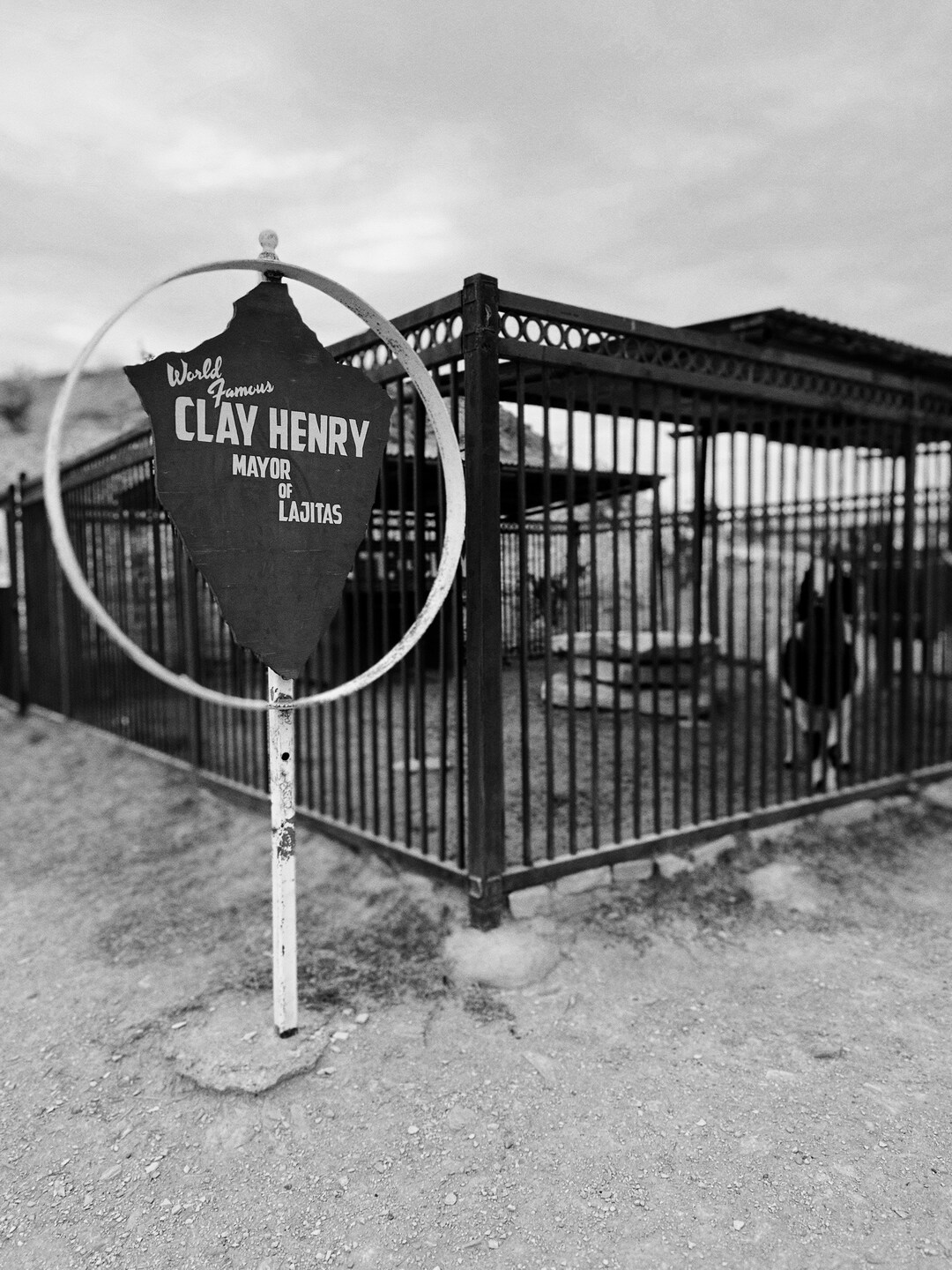 Clay Henry, the Goat Mayor in Black & White by Jill Krause Digital ...